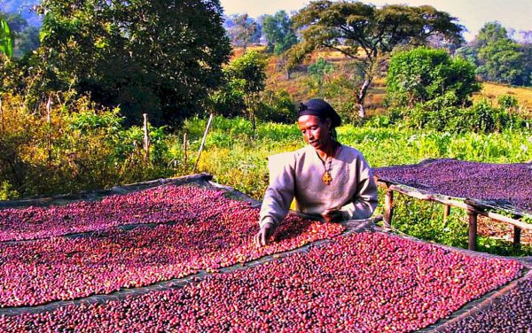 CABI-led study suggests women’s role in coffee production should be ...