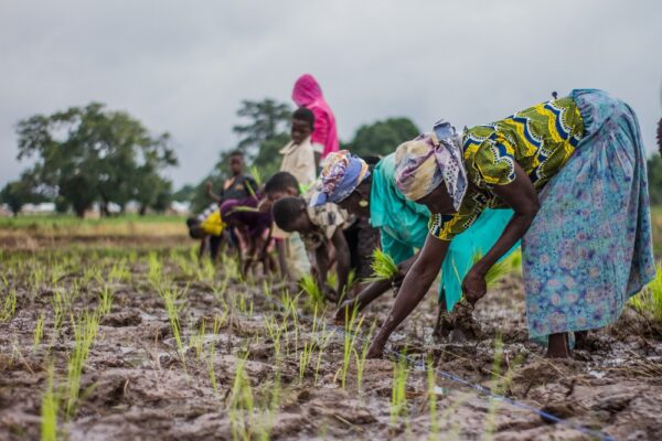Role of African women and young people in agricultural service ...
