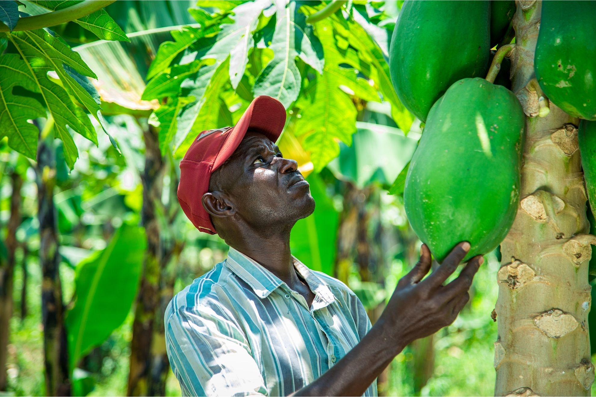 Supporting smallholder farmers - PlantwisePlus
