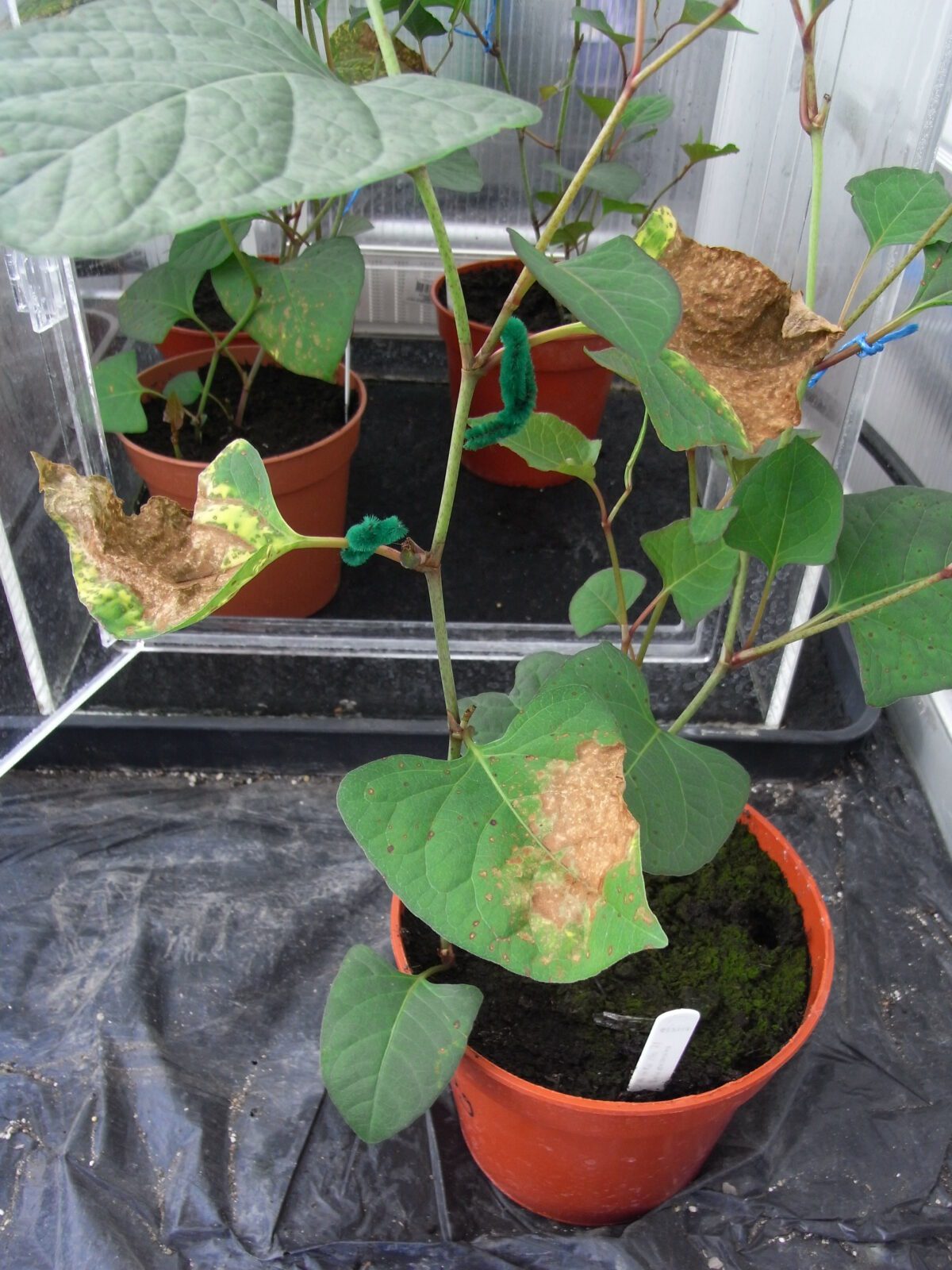 Japanese knotweed - CABI.org