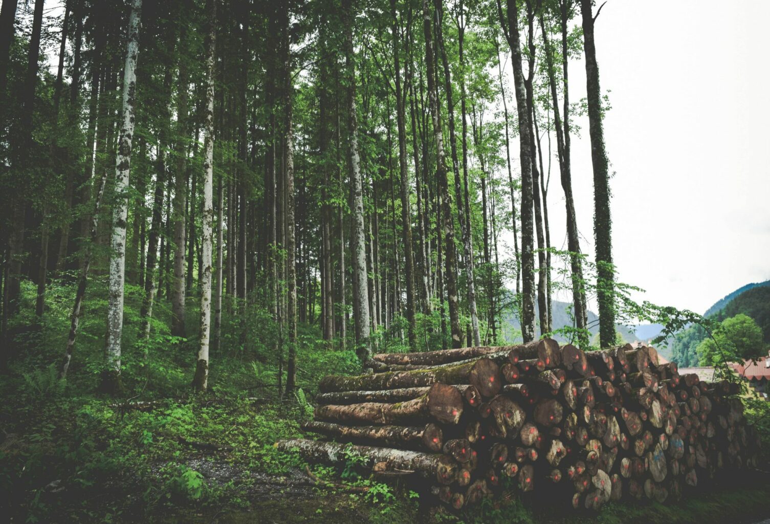 Managing the invasive threat to Europe's forests - CABI.org