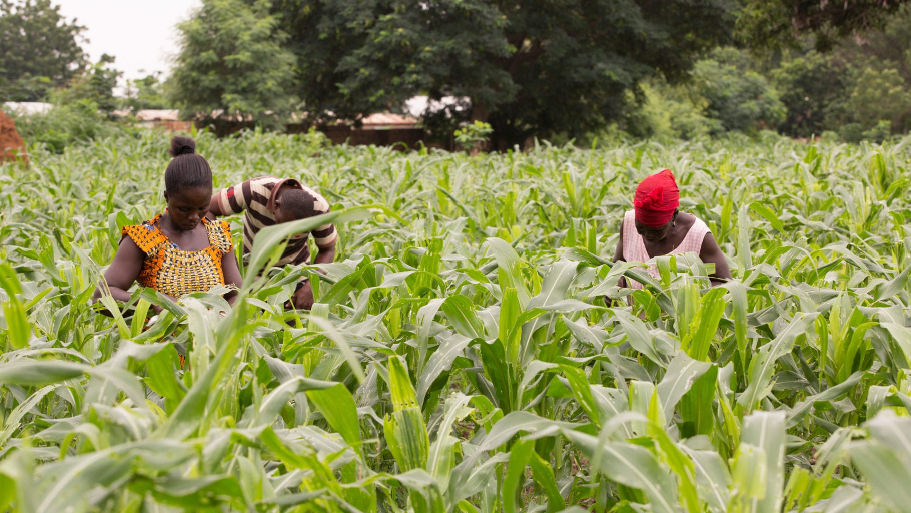 Pest Preparedness - PlantwisePlus