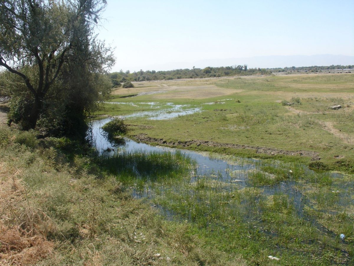 Stemming the spread of Russian olive - CABI.org