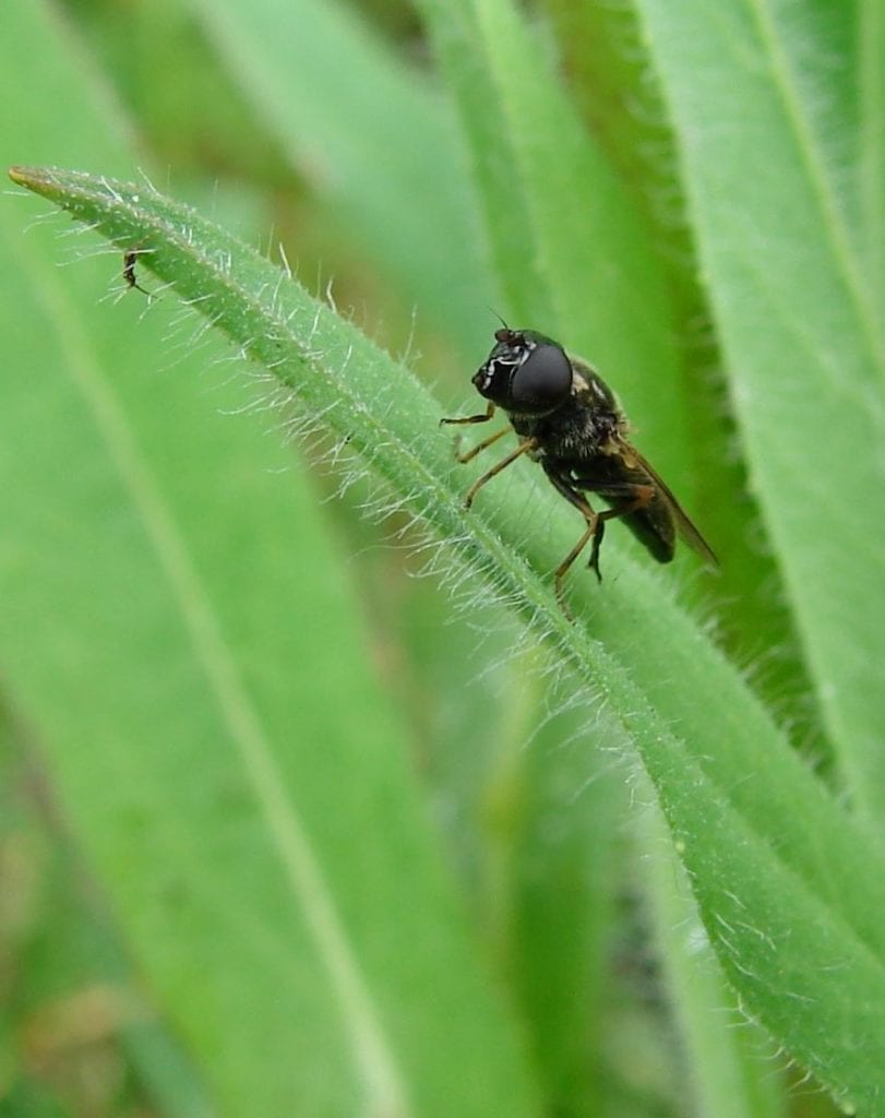 Biological control of hawkweeds - CABI.org