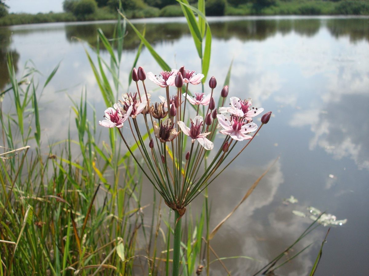 Biological control of flowering rush - CABI.org