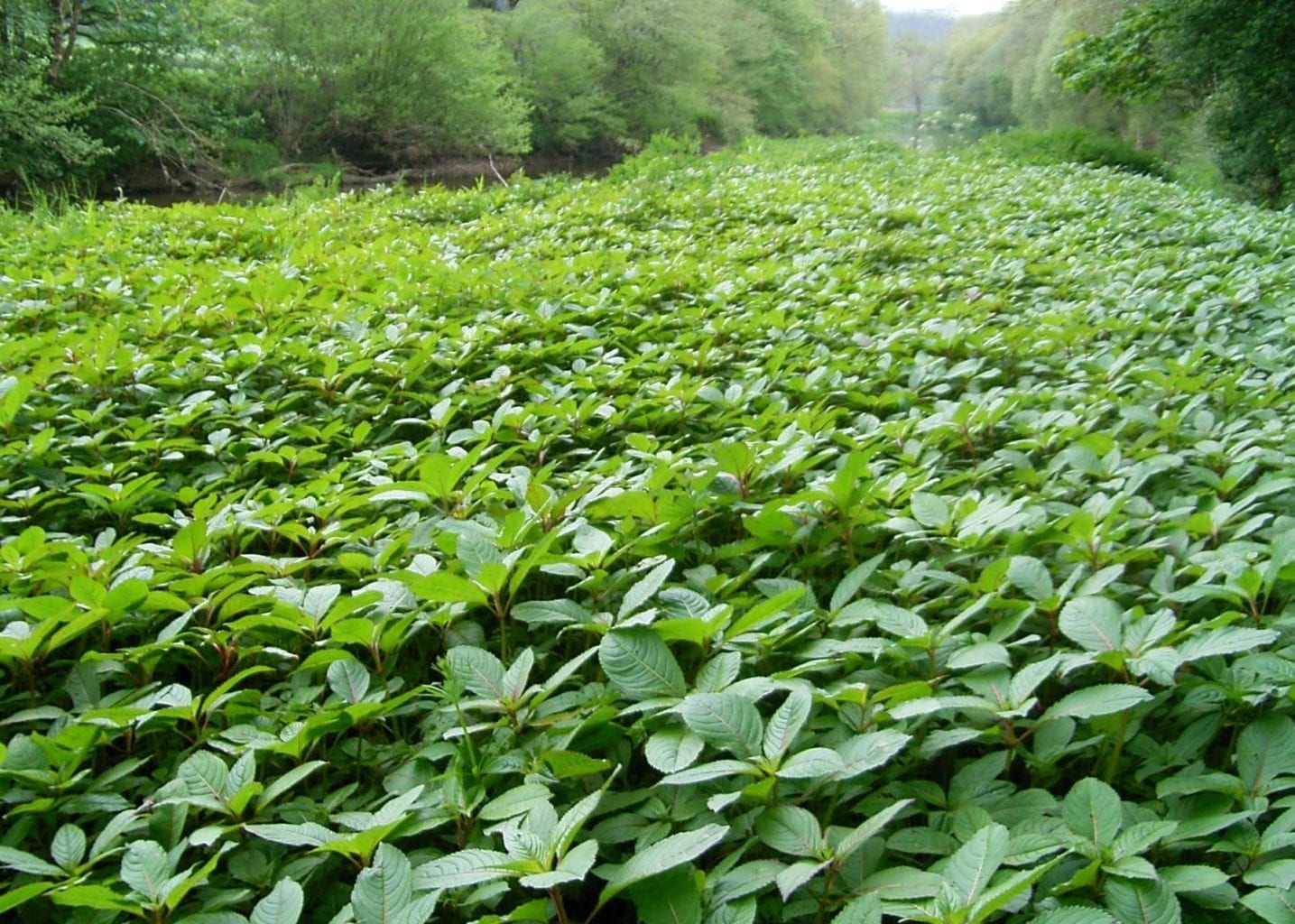 Biological control of Himalayan balsam - CABI.org