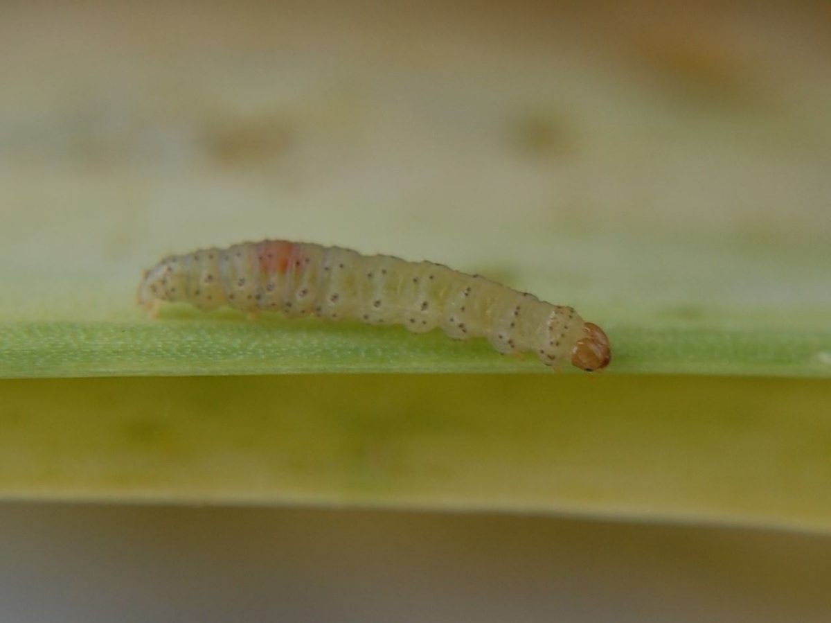 Protecting leeks and onions from pests - CABI.org