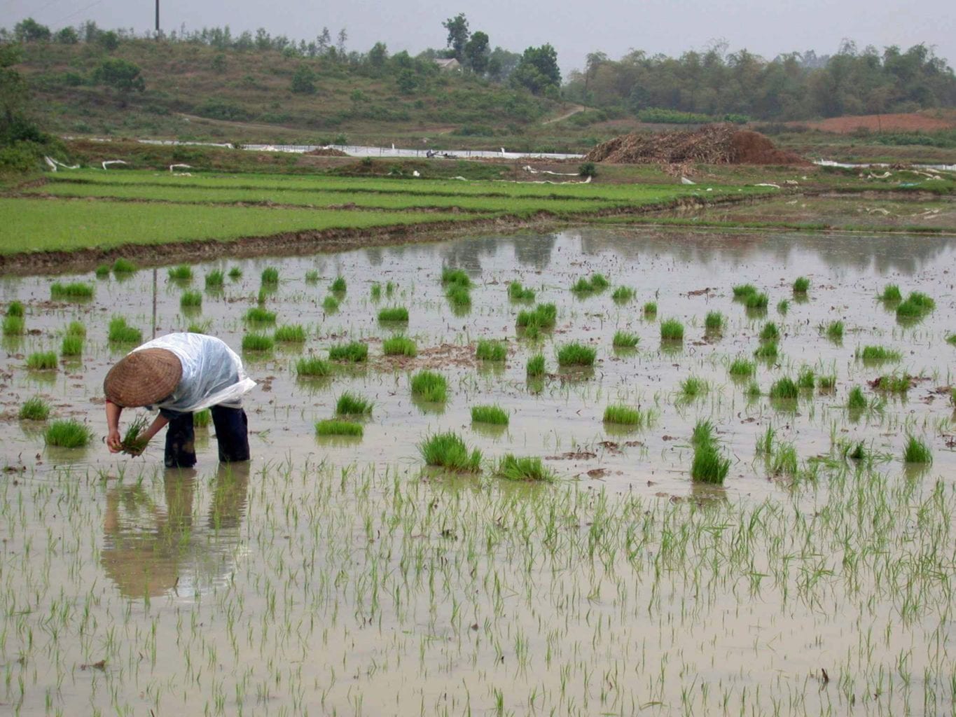LEGATO: rice ecosystem services - CABI.org