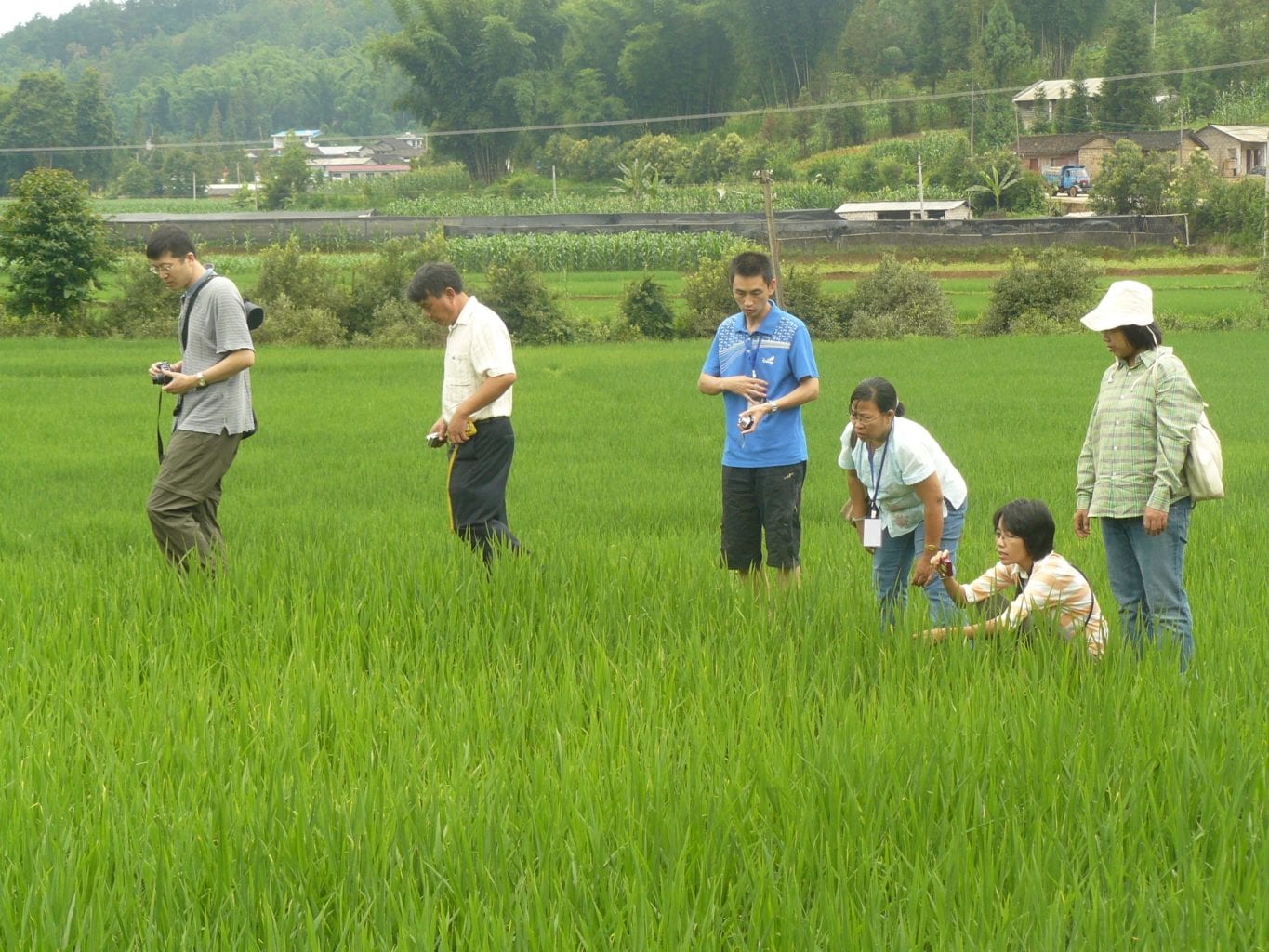 Chinese Rice Crops