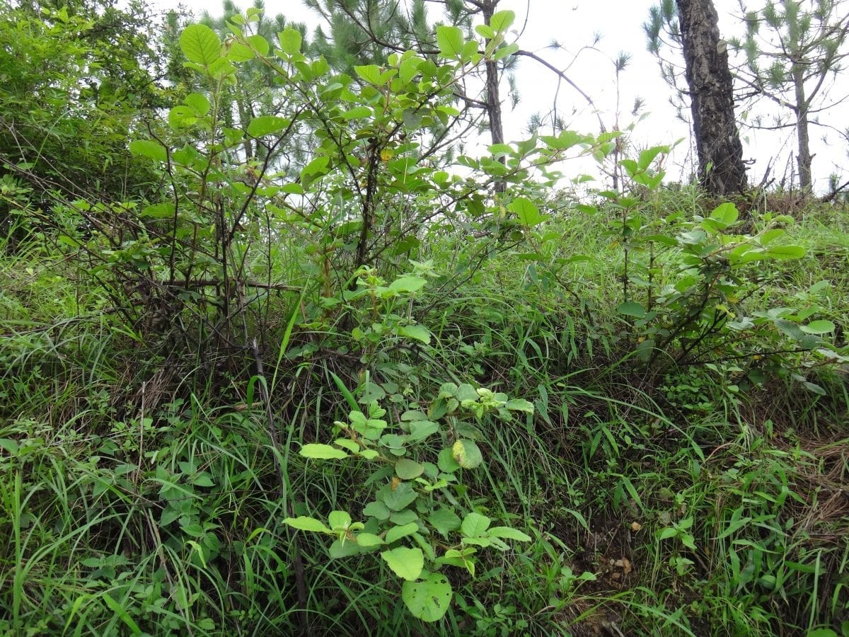 Finding a biocontrol for Himalayan raspberry - CABI.org