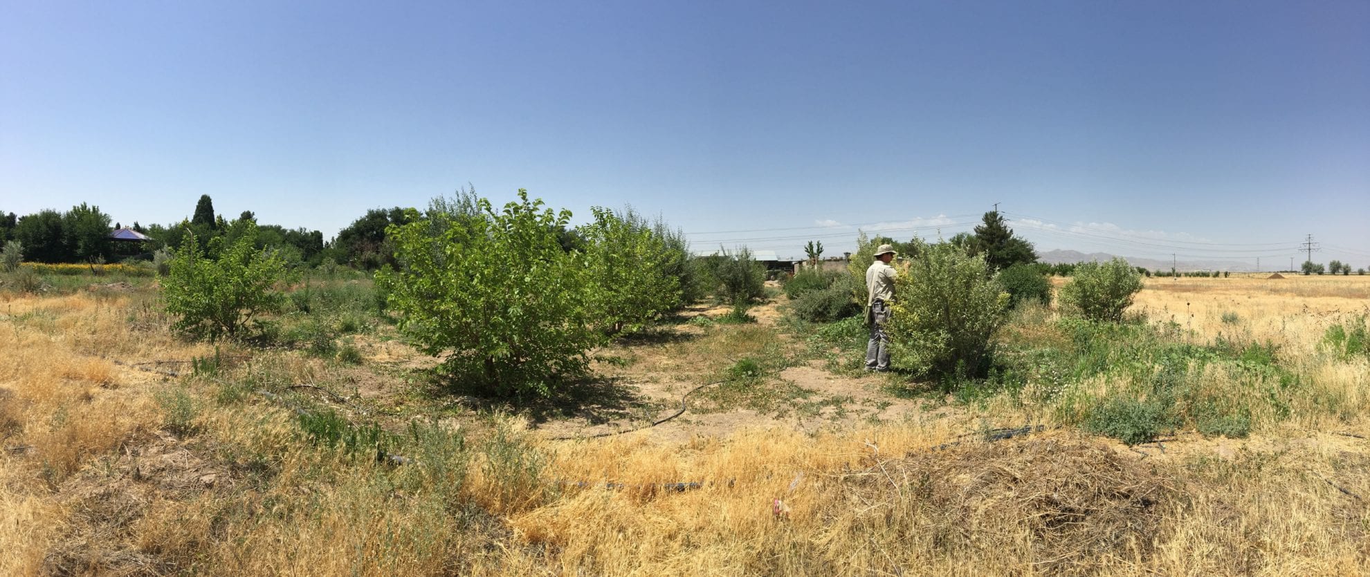 Stemming the spread of Russian olive - CABI.org
