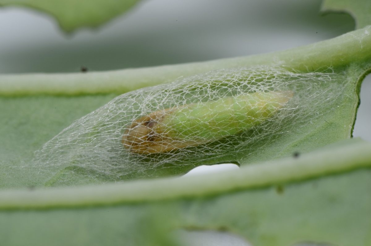 Biological control of diamondback moth in Canada - CABI.org