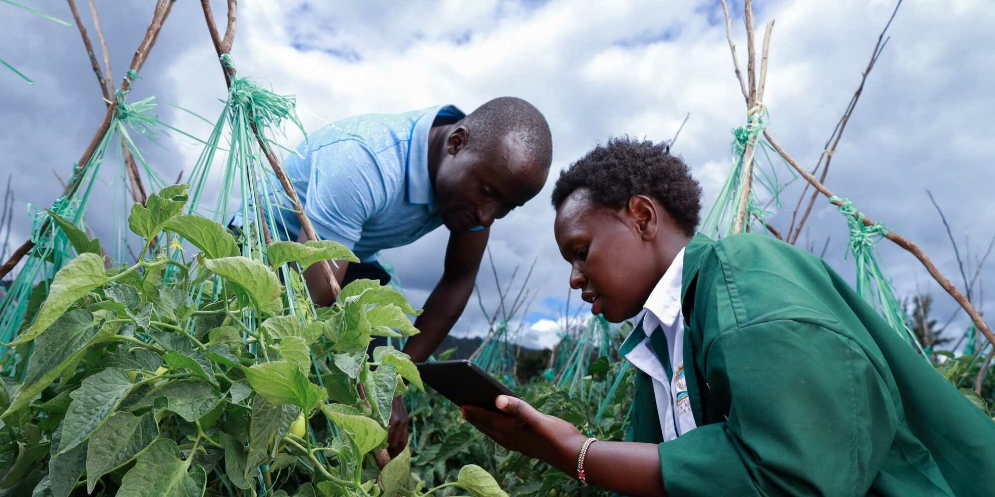 Kenya - PlantwisePlus